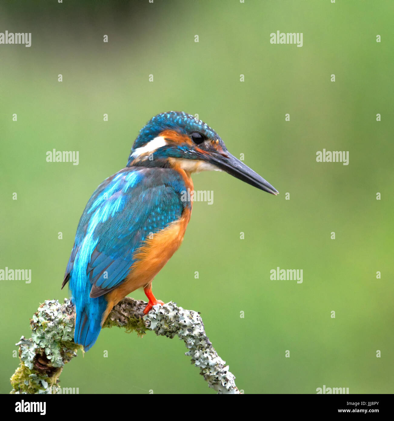 Kingfisher In Flight Stock Photos & Kingfisher In Flight Stock Images ...
