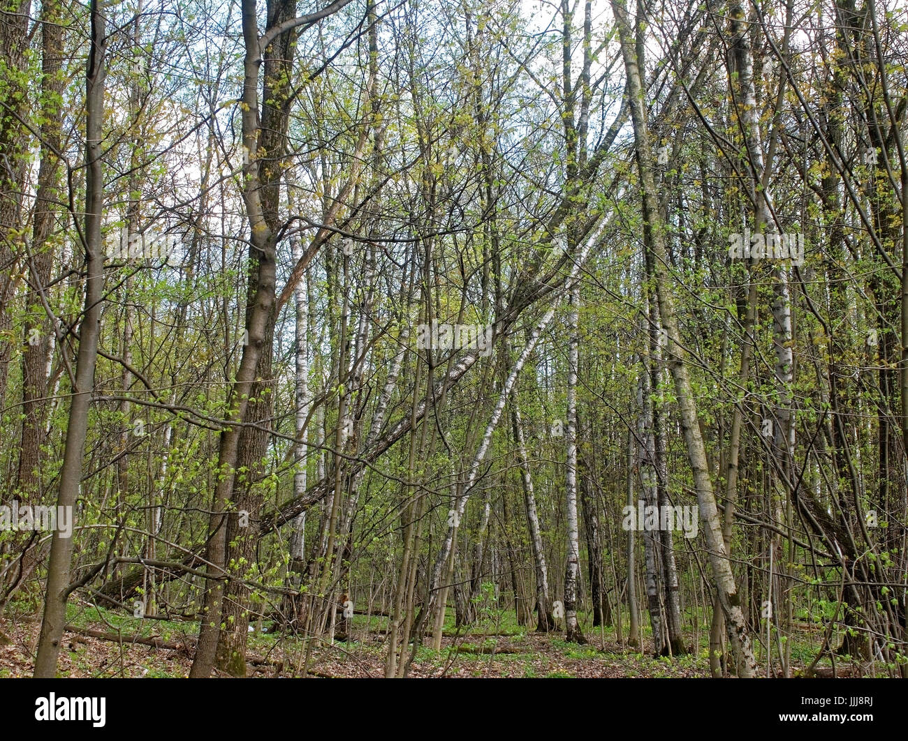 Spring flood in moscow hi-res stock photography and images - Alamy