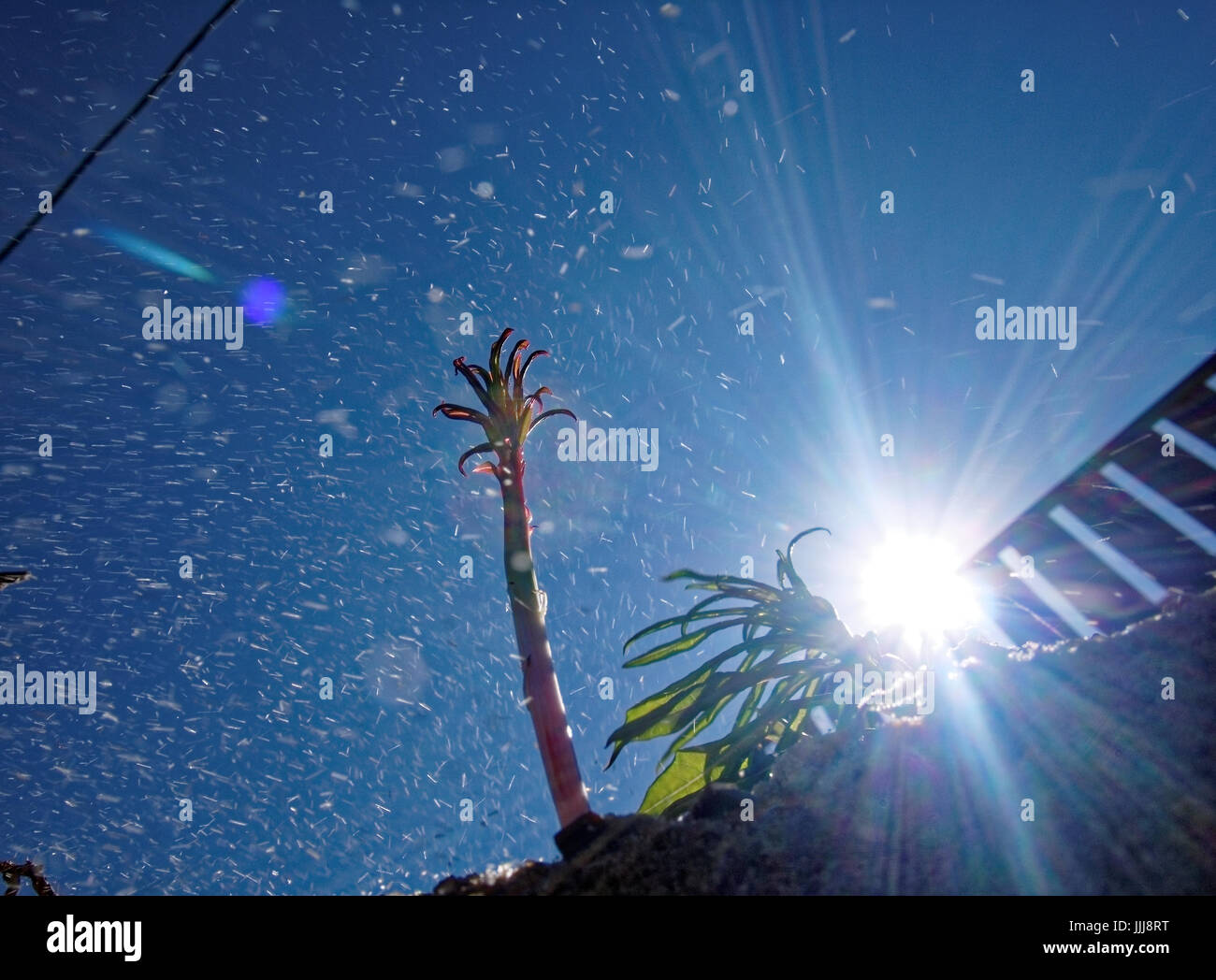 the germ of the flower on the background of the fence in the spring ...