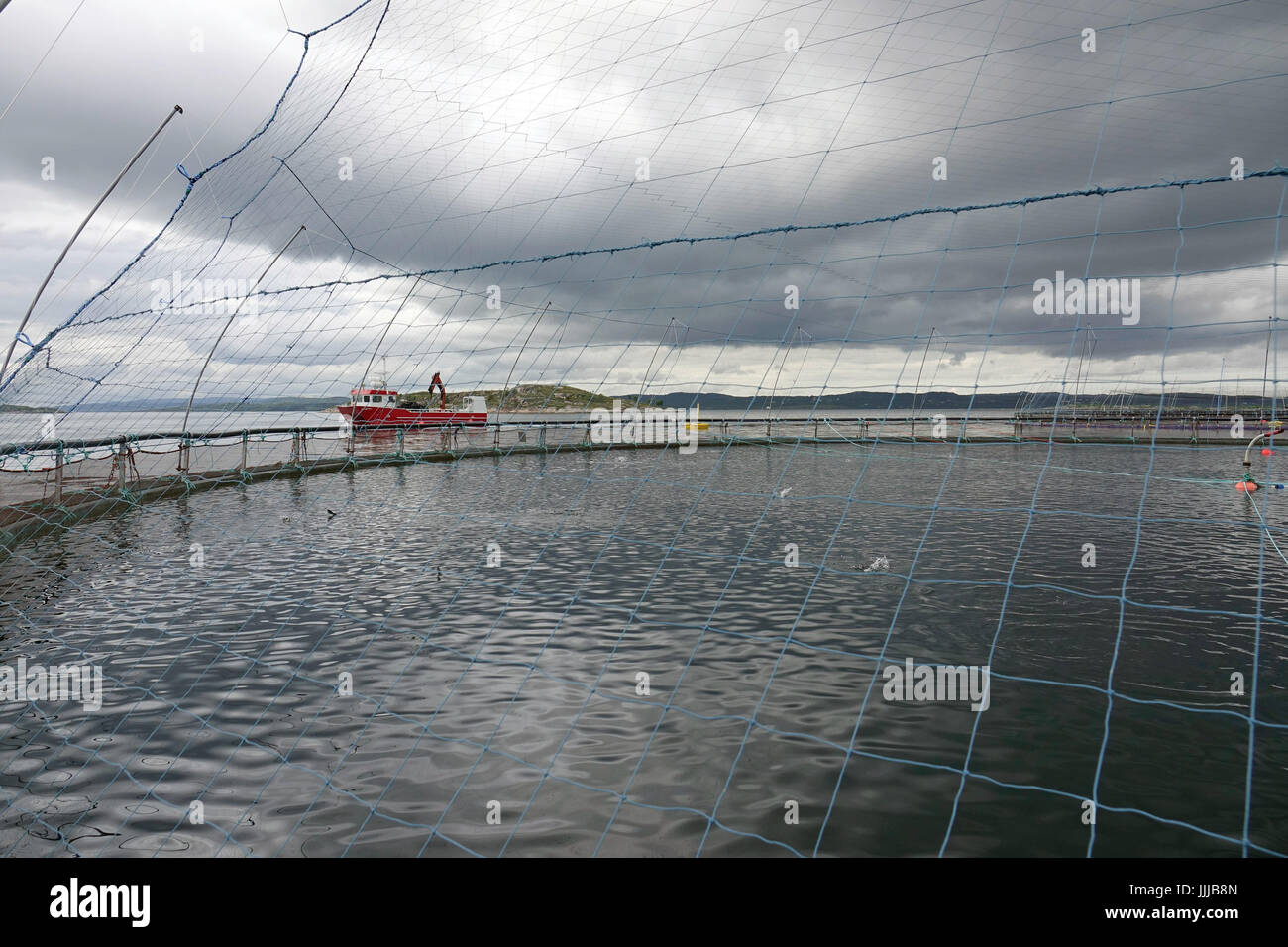Hitra, Norway. 14th June, 2017. Jumping salmons can be seen in a net on ...