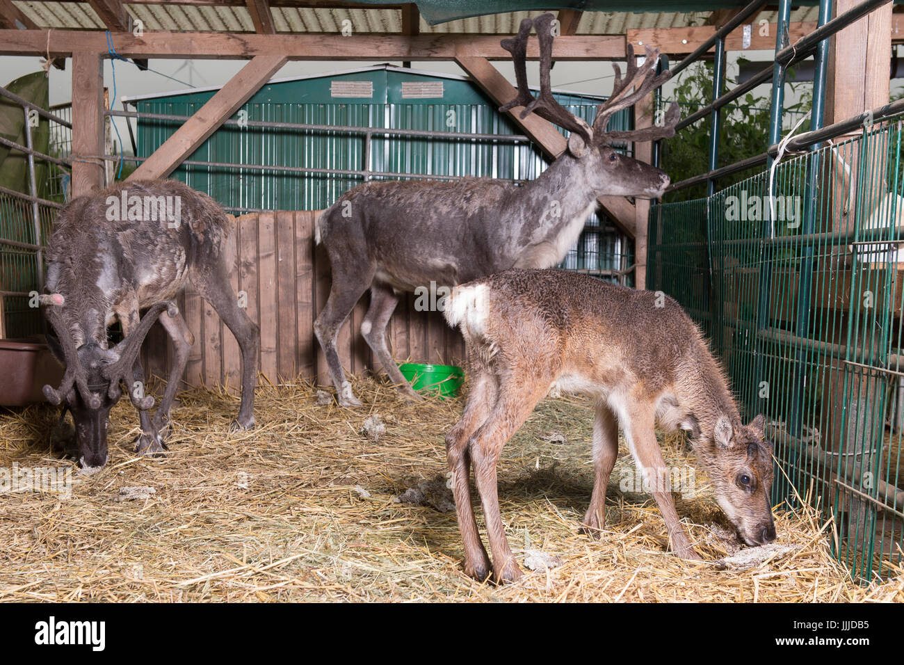 Lycka the bull reindeer with fellow reindeer Sky" and "Zwerg" in his ...
