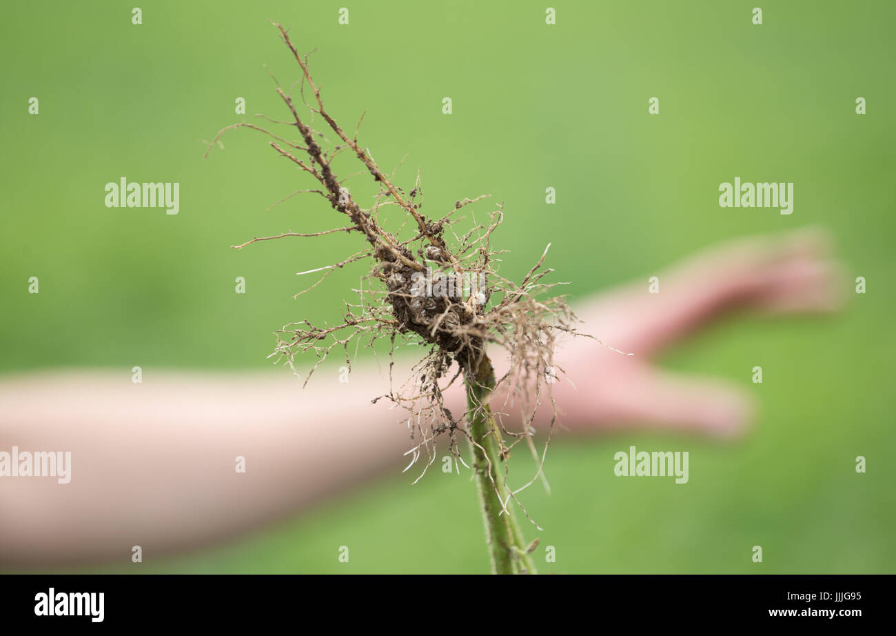 Belm, Germany. 20th July, 2017. The roots of a soy plant of the Merlin ...