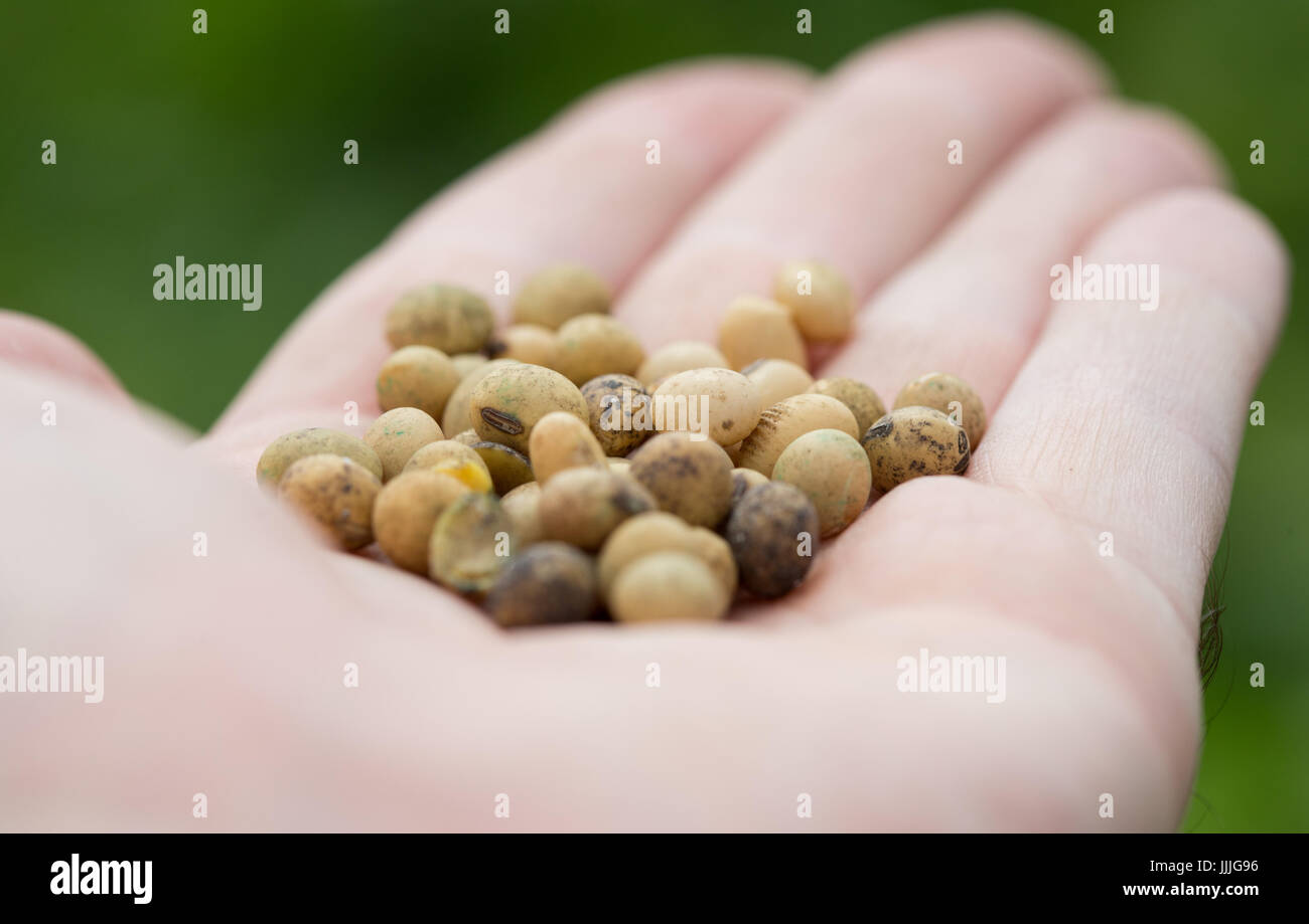 Belm, Germany. 20th July, 2017. Beans of different types of soy plant ...