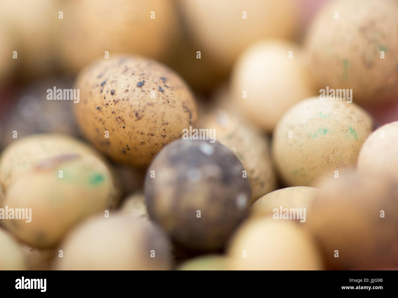 Belm, Germany. 20th July, 2017. Beans of different types of soy plant ...