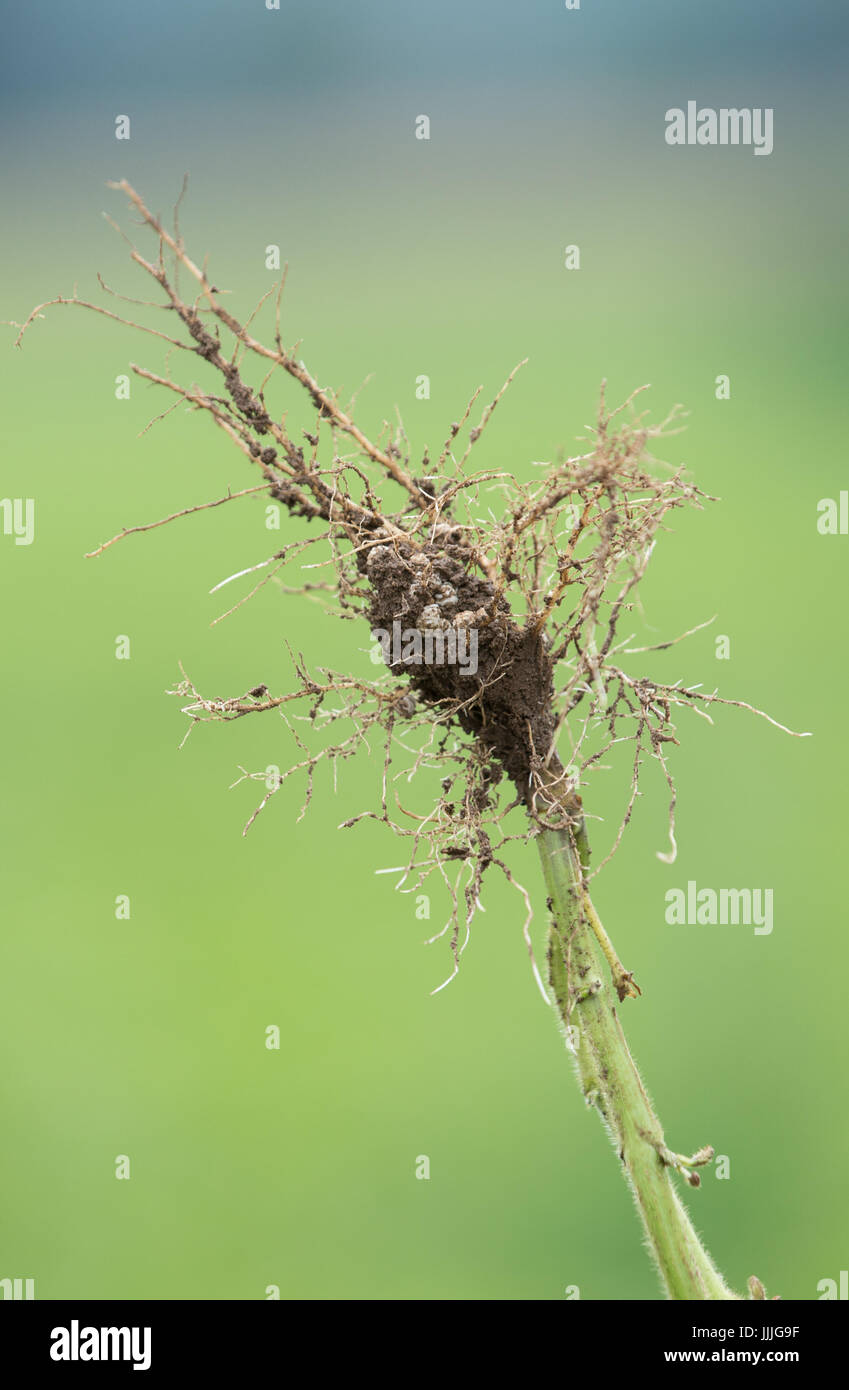 Belm, Germany. 20th July, 2017. The roots of a soy plant of the Merlin ...