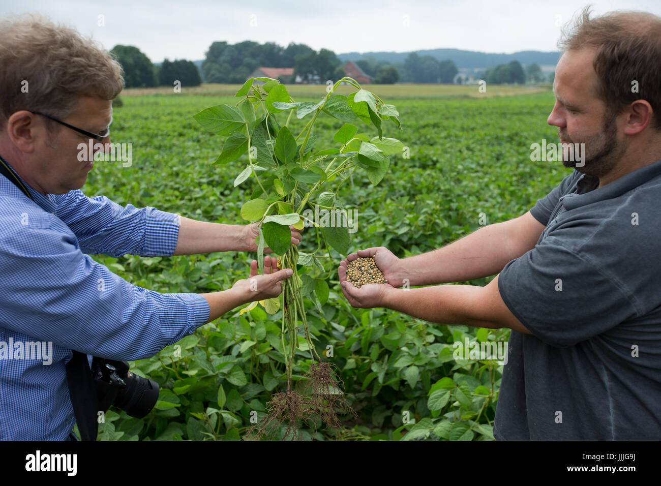 Belm, Germany. 20th July, 2017. The roots (L) and the beans (R) of soy ...