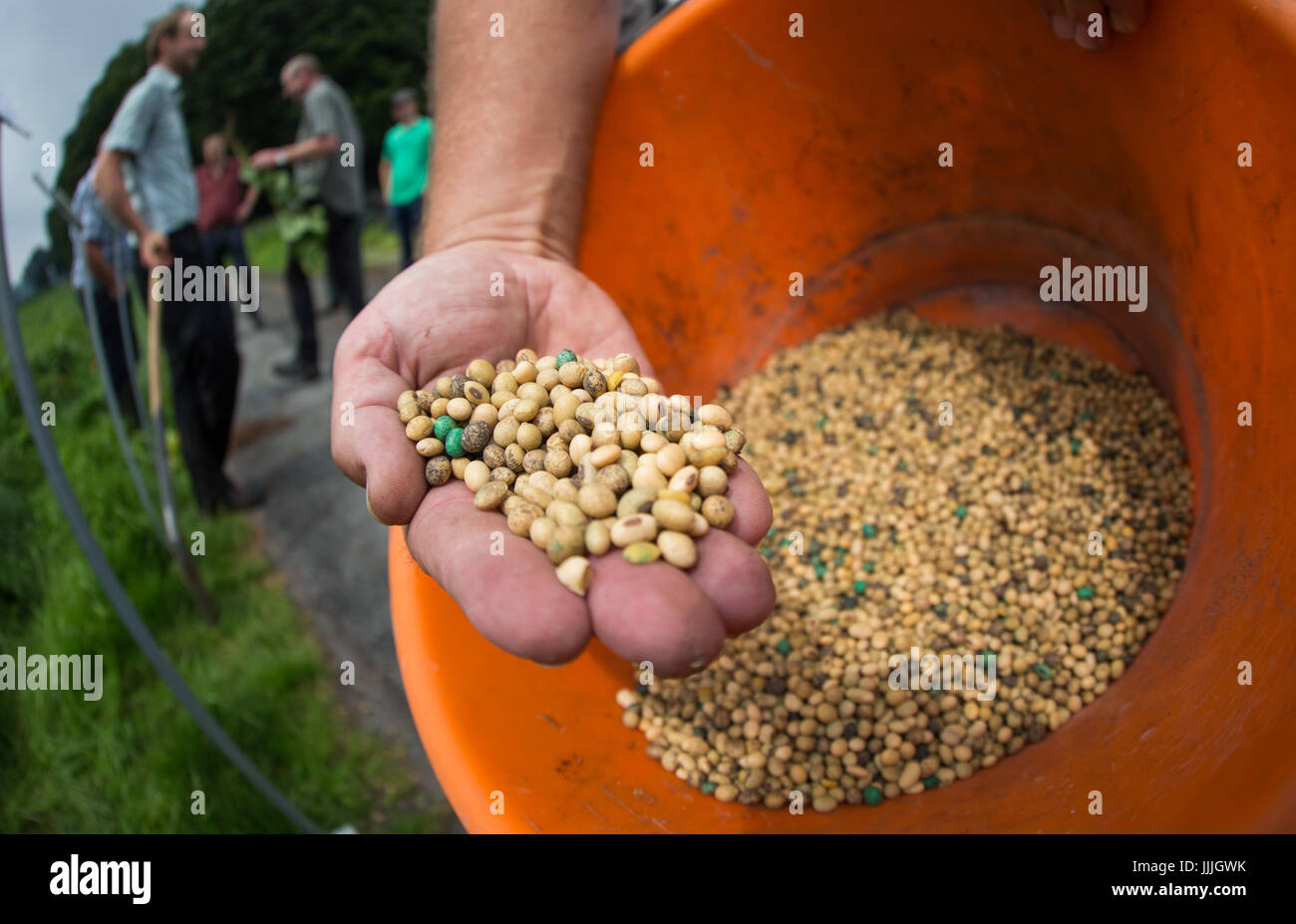 Belm, Germany. 20th July, 2017. dpatop - Beans of different types of ...