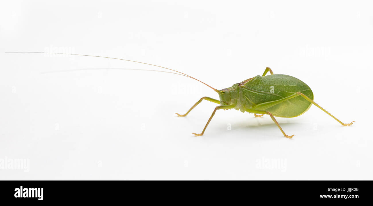 Gigantisk Katydid One Nice Bug Per Day — Giant Malaysian Katydid,