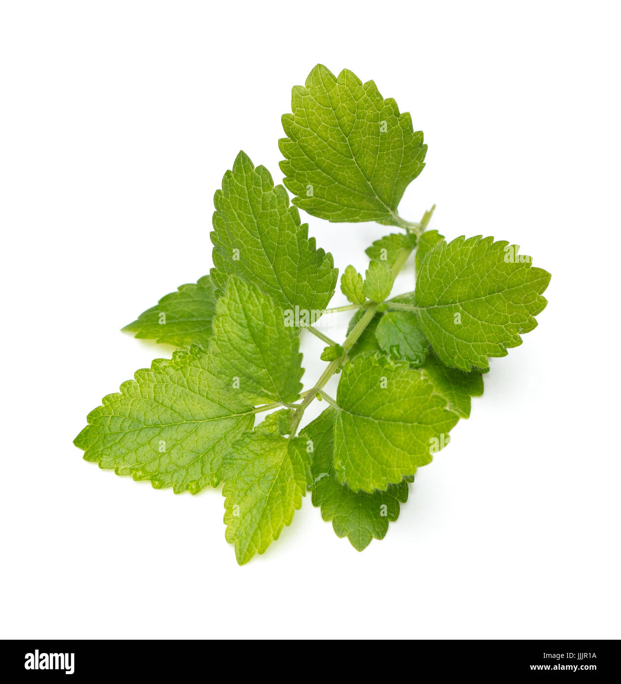 Lemon Balm (Melissa officinalis) isolated on a white background Stock ...