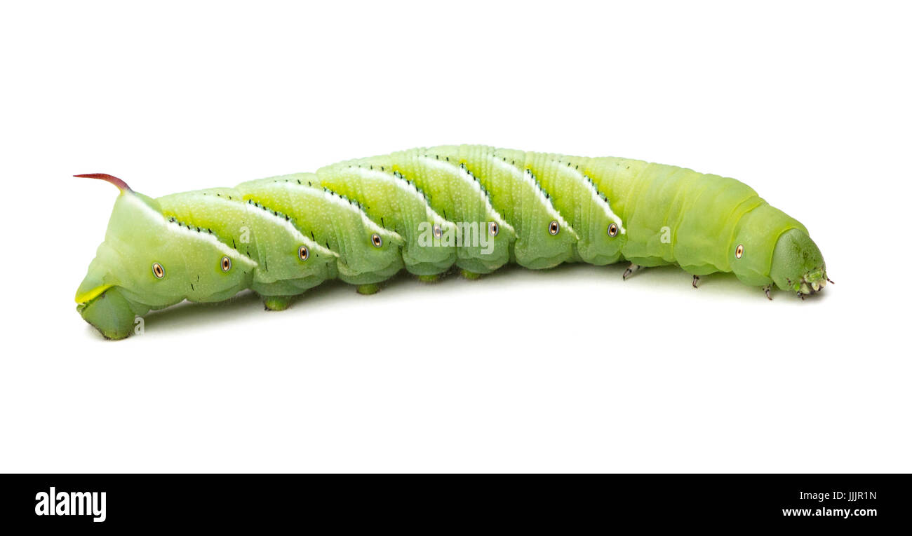 Tobacco hornworm caterpillar sphingidae Cut Out Stock Images & Pictures ...