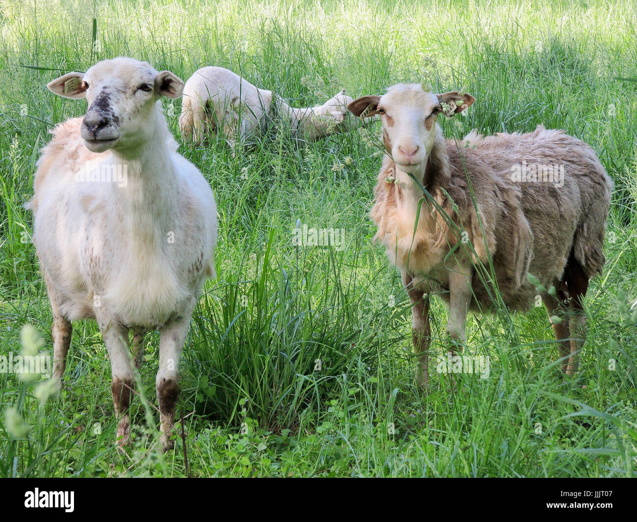 Farming calendar hi-res stock photography and images - Alamy