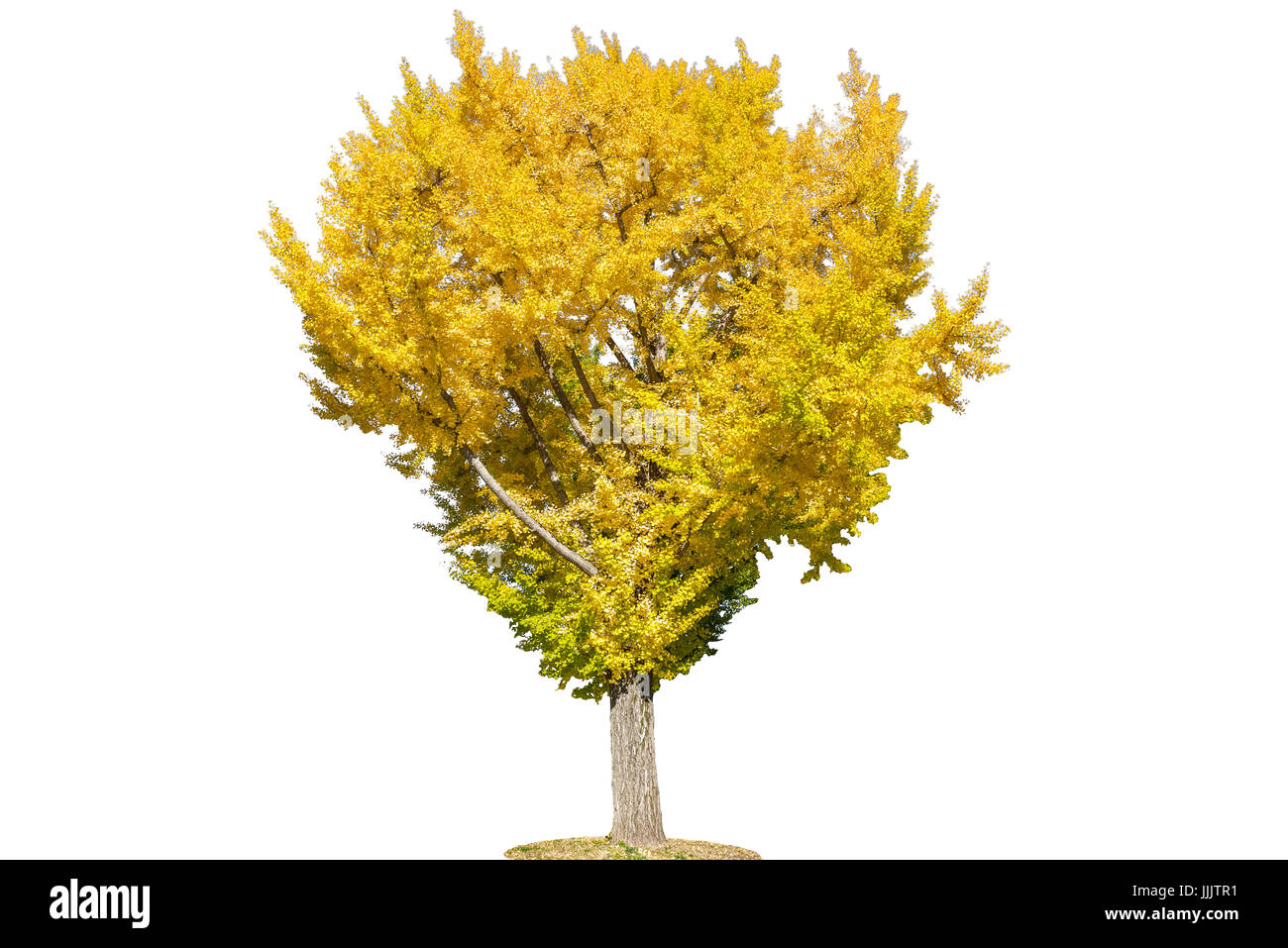 Yellow color of Ginkgo tree isolated on white background Stock Photo ...
