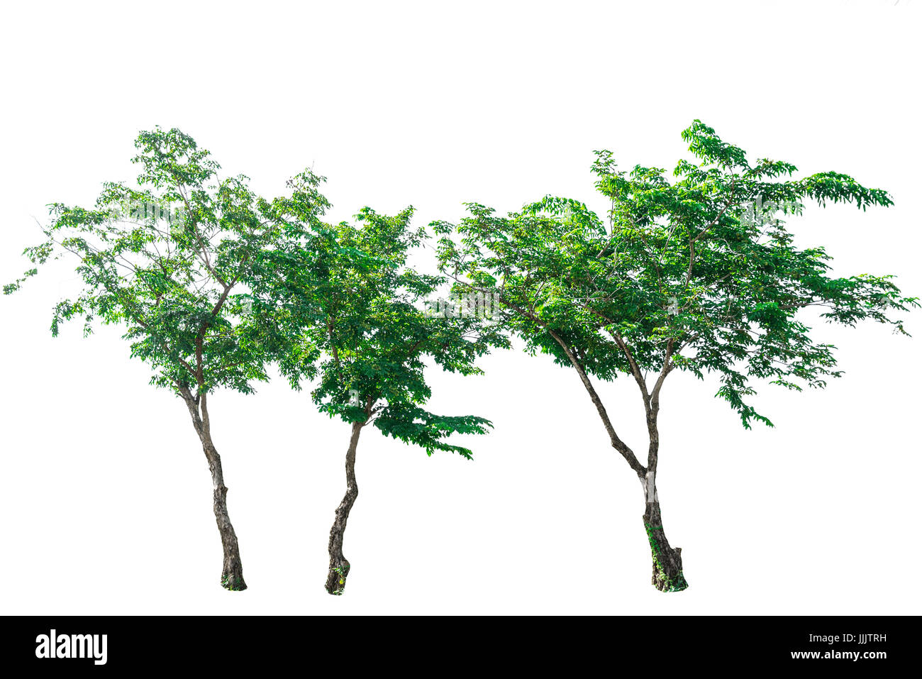 Three green tree isolated on white background Stock Photo - Alamy