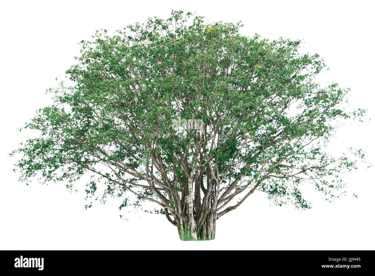 Green tree isolated on white background Stock Photo - Alamy