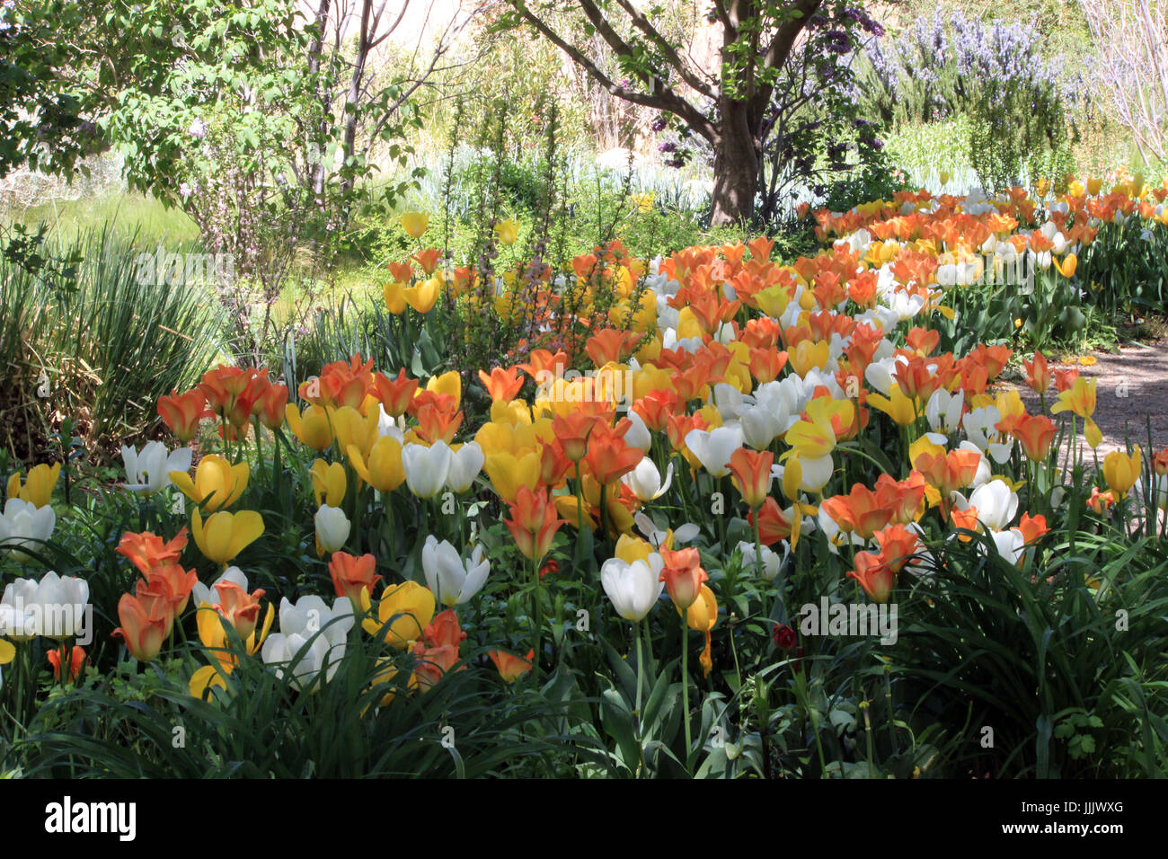 Lovely yellow, orange, and white flowers grace the landscape in the ...