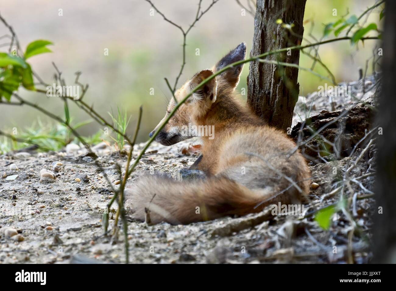 Red fox (Vulpes vulpes) laying down Stock Photo - Alamy