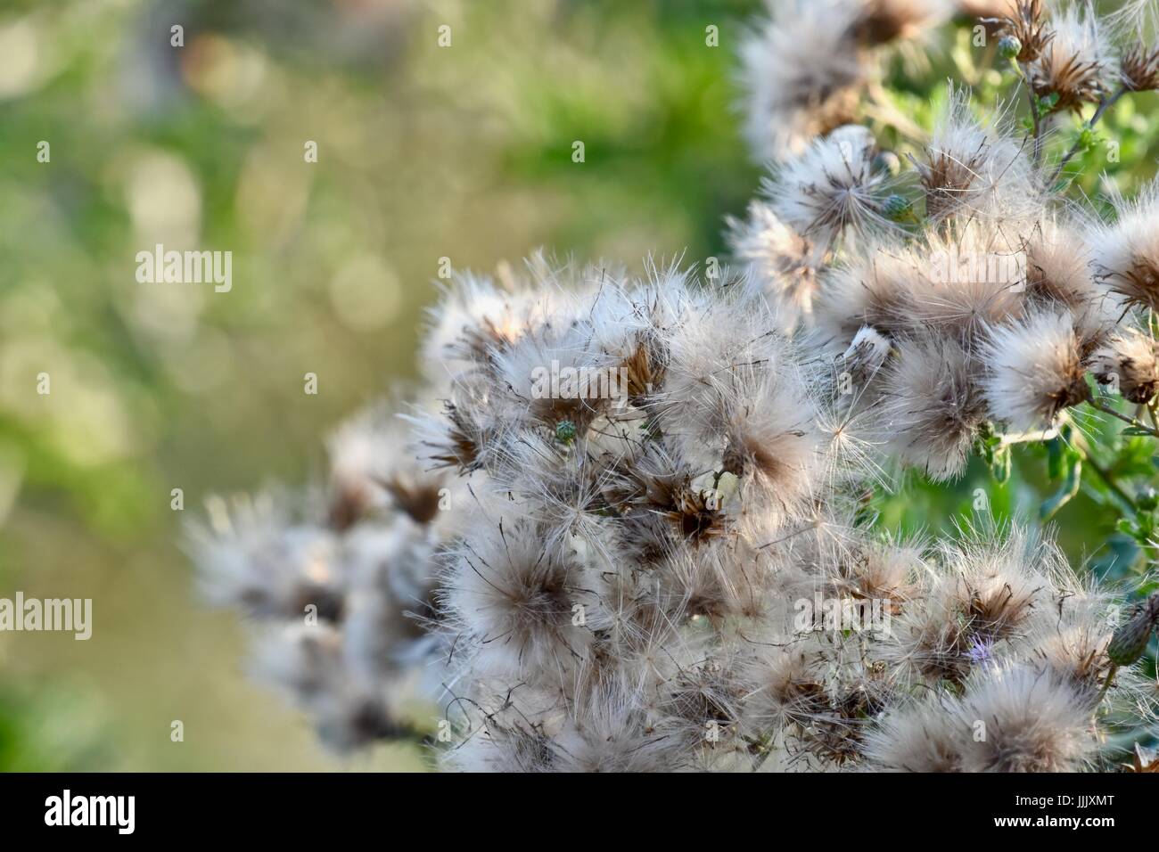 fuzzy flowering plants Stock Photo - Alamy