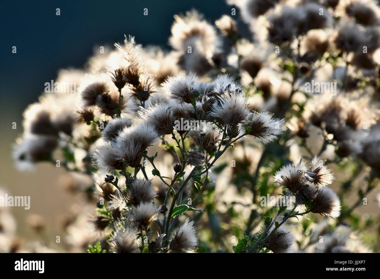 Fuzzy bloom hi-res stock photography and images - Alamy