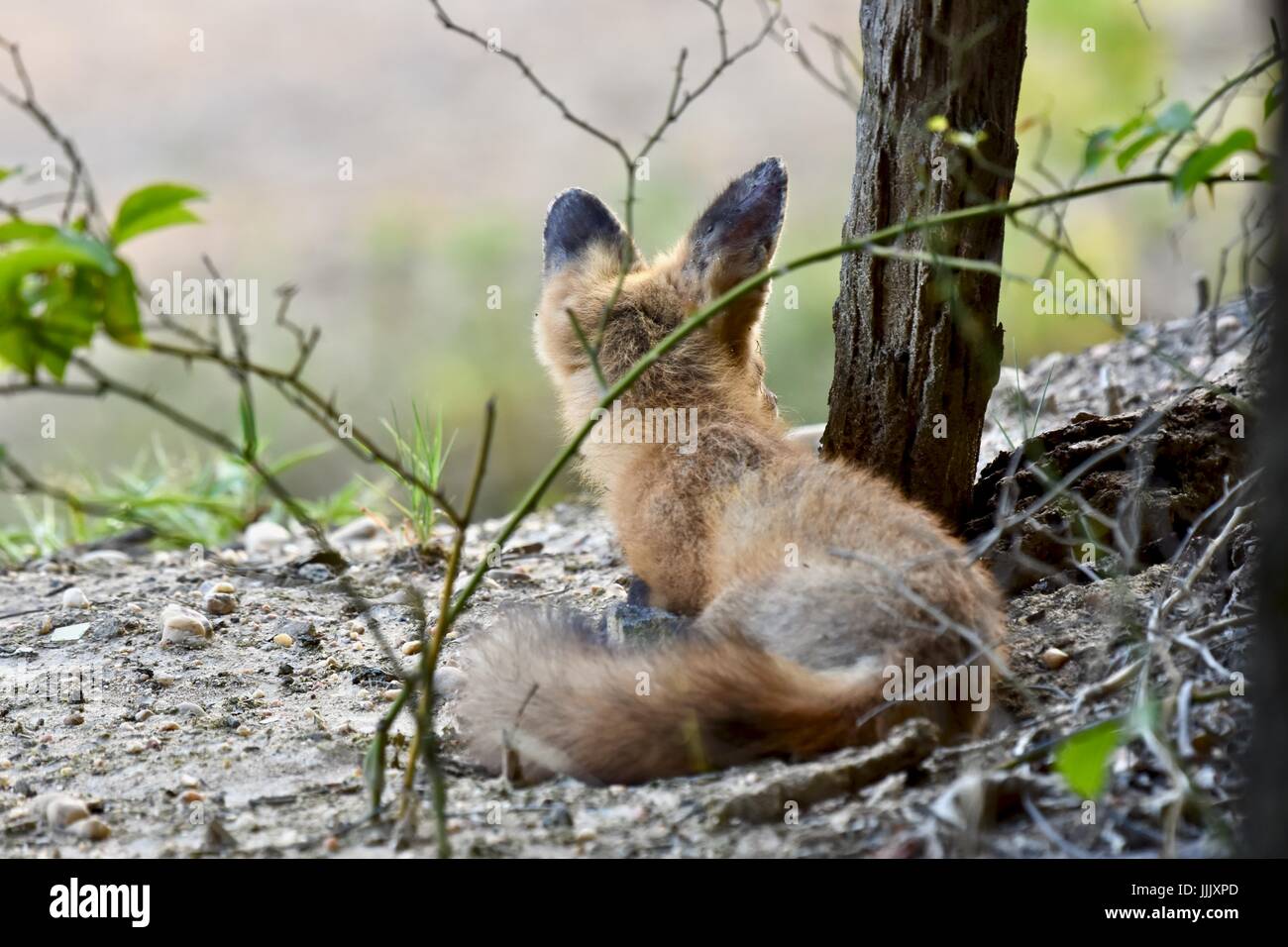 Red fox (Vulpes vulpes) laying down Stock Photo - Alamy