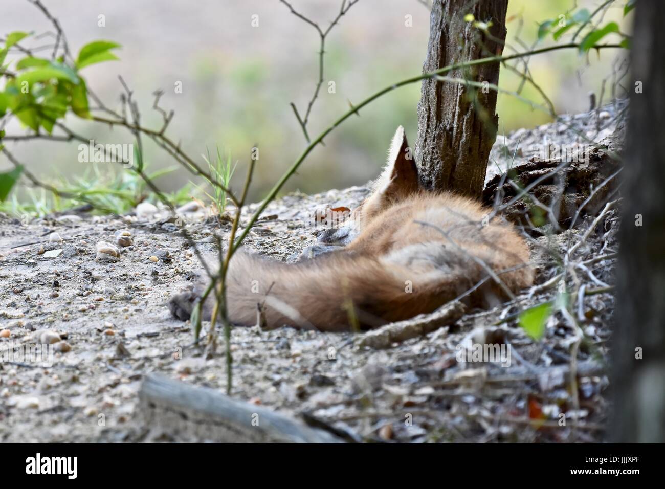 Red fox (Vulpes vulpes) laying down Stock Photo - Alamy