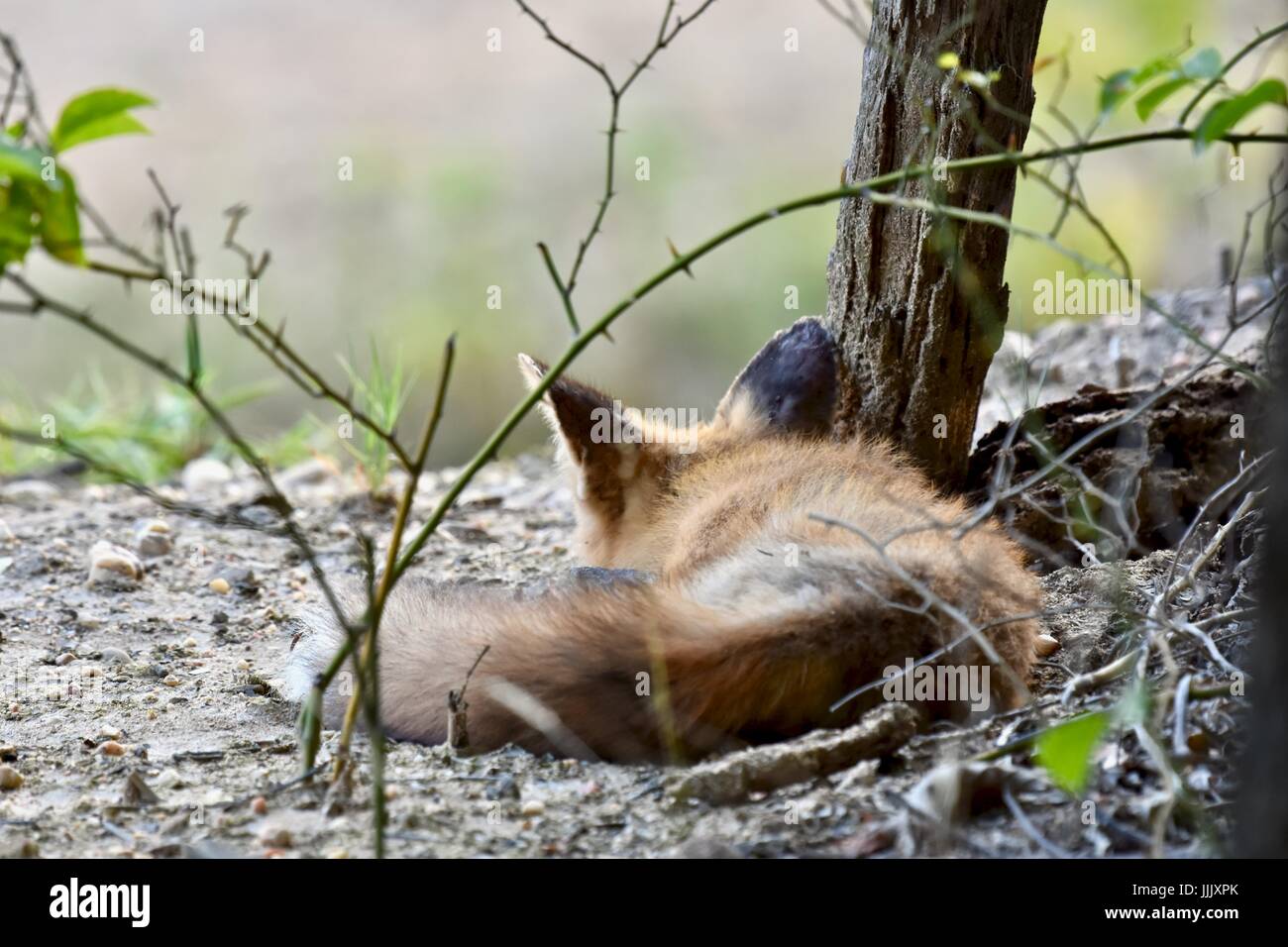 Red fox (Vulpes vulpes) laying down Stock Photo - Alamy