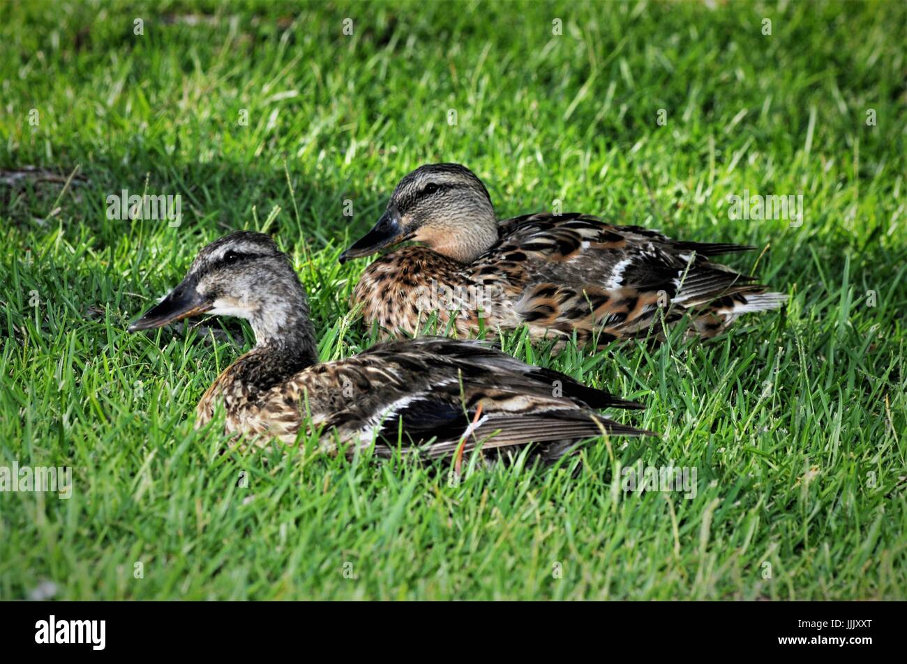 Mallards resting hi-res stock photography and images - Alamy