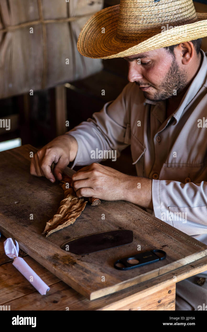 A cigar rolling demonstration at CASA MANOLO, famous for its organic ...