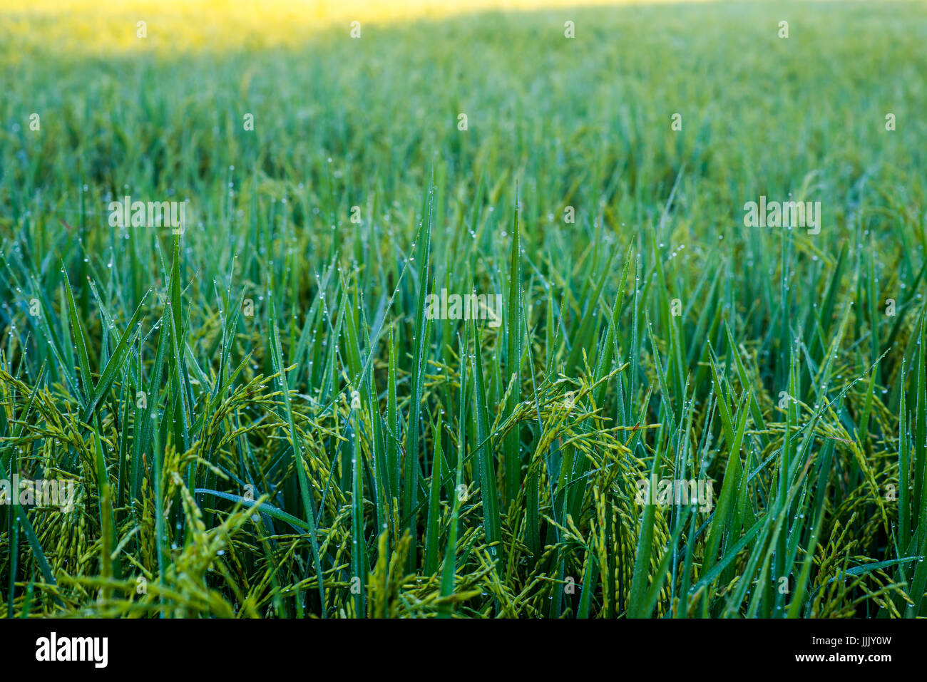 Paddy field, rice farm in Thailand Stock Photo - Alamy