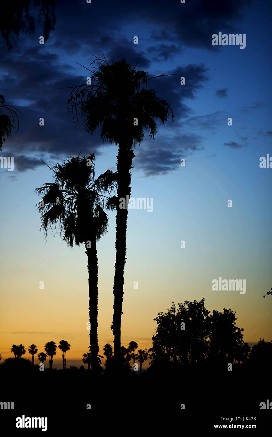Palm Trees at Sunset Stock Photo - Alamy