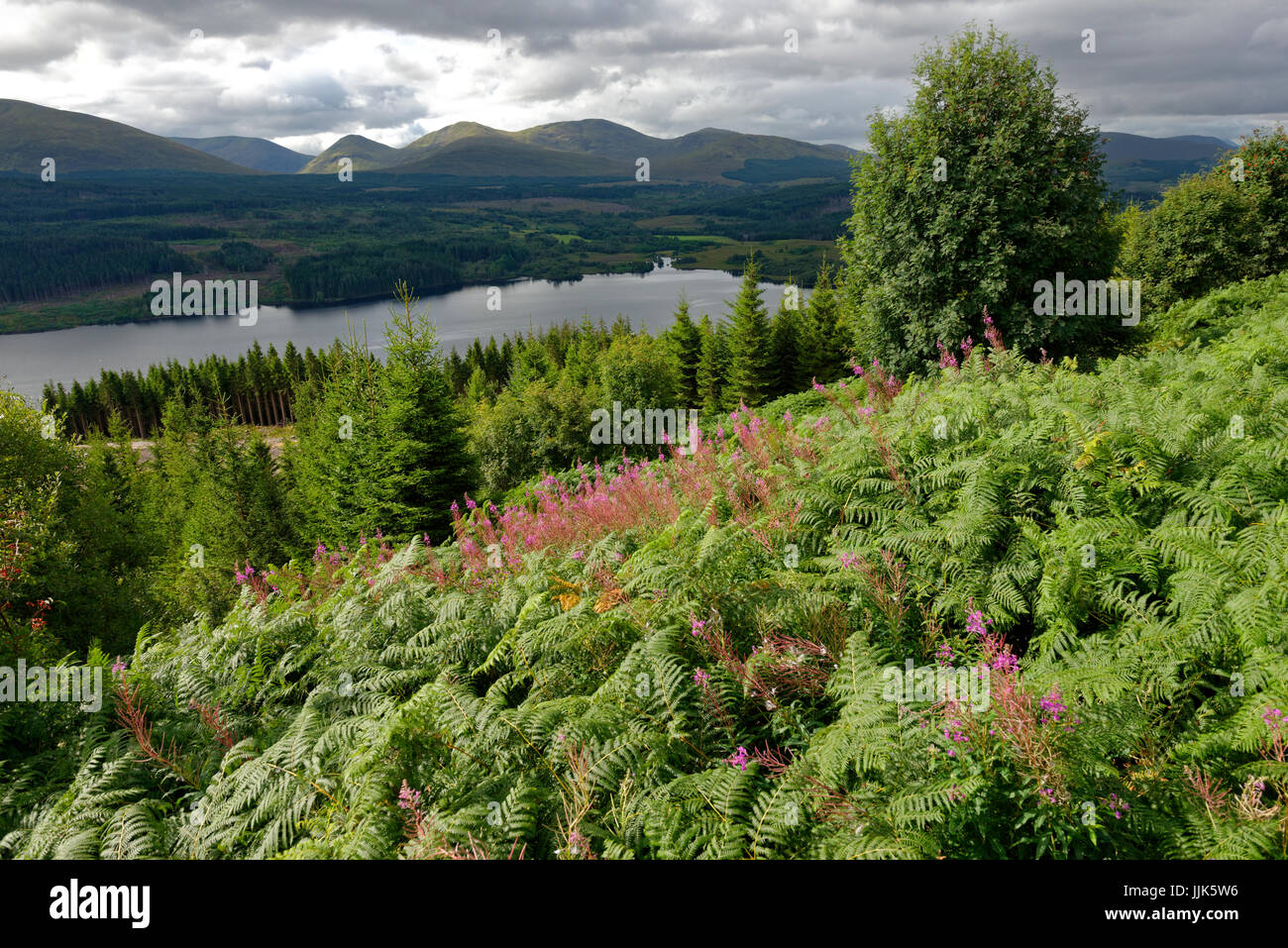 Vegetation around Loch Garry, Highlands, Scotland, United Kingdom Stock ...