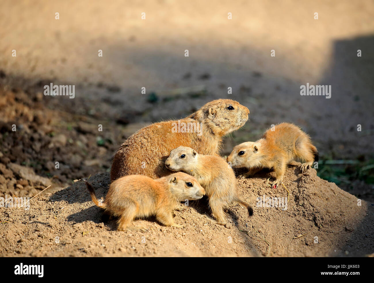 Prairie dog in burrow hi-res stock photography and images - Alamy
