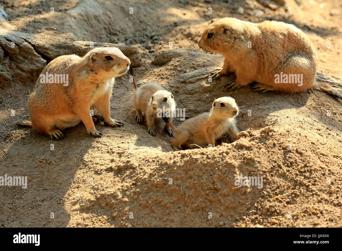 Black-tailed Prairie dogs (Cynomys ludovicianus), animal family, adult ...