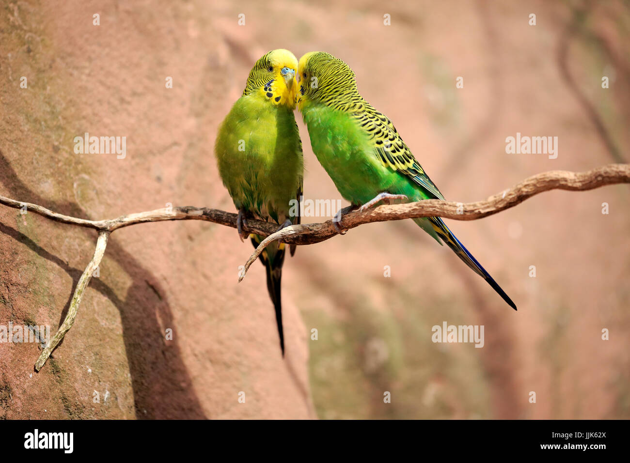Budgies (Melopsittacus undulatus), animal couple on tree, billing ...