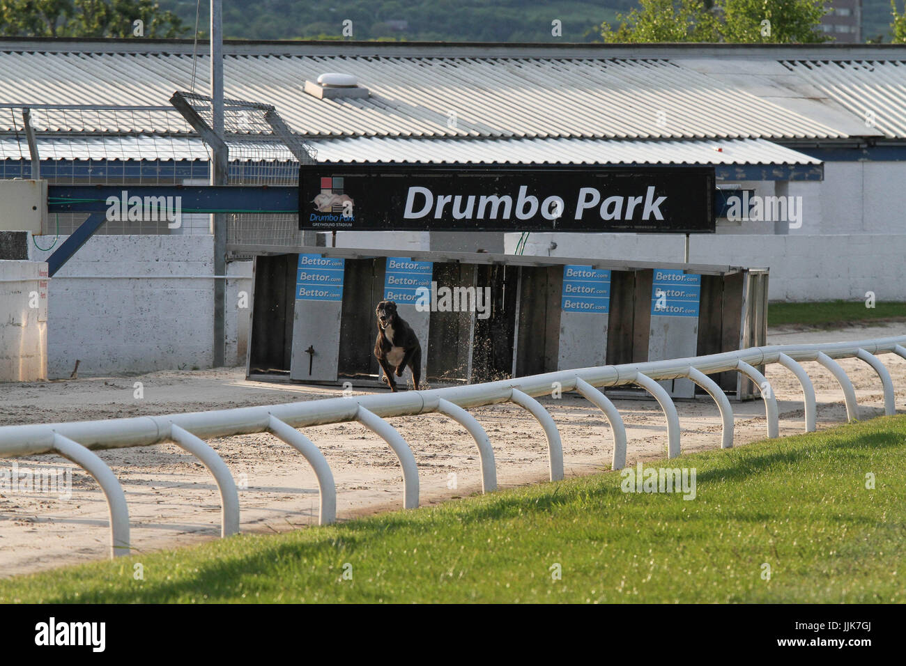 Greyhound leaving starting trap in time trial Stock Photo - Alamy