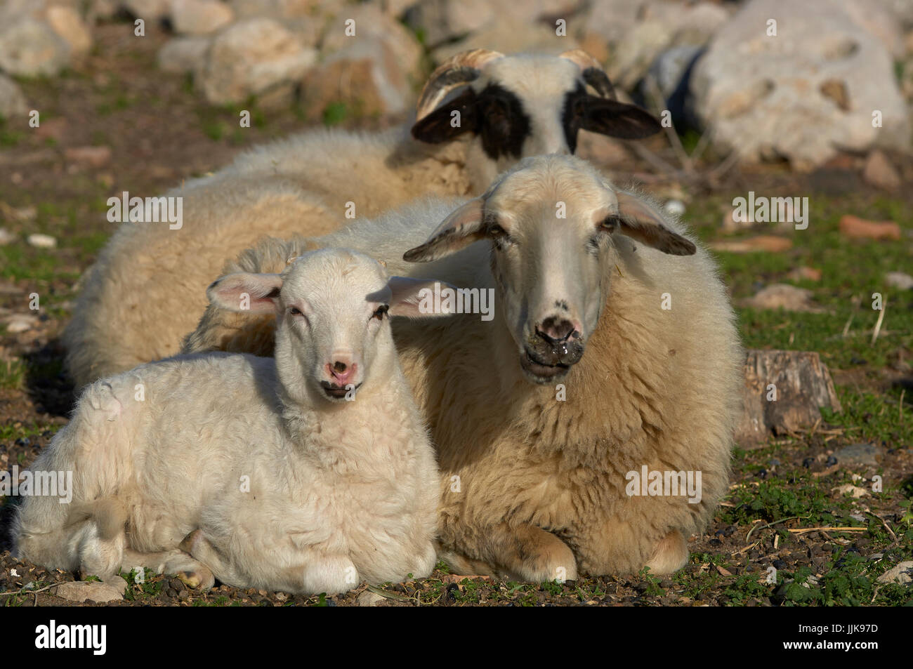 Sheep,Portrait of sheep Stock Photo - Alamy