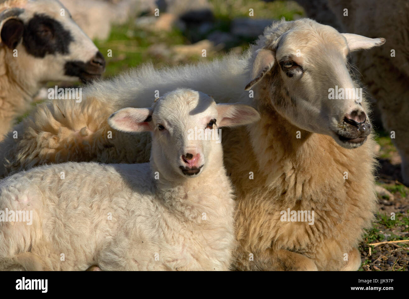 Sheep,Portrait of sheep Stock Photo - Alamy