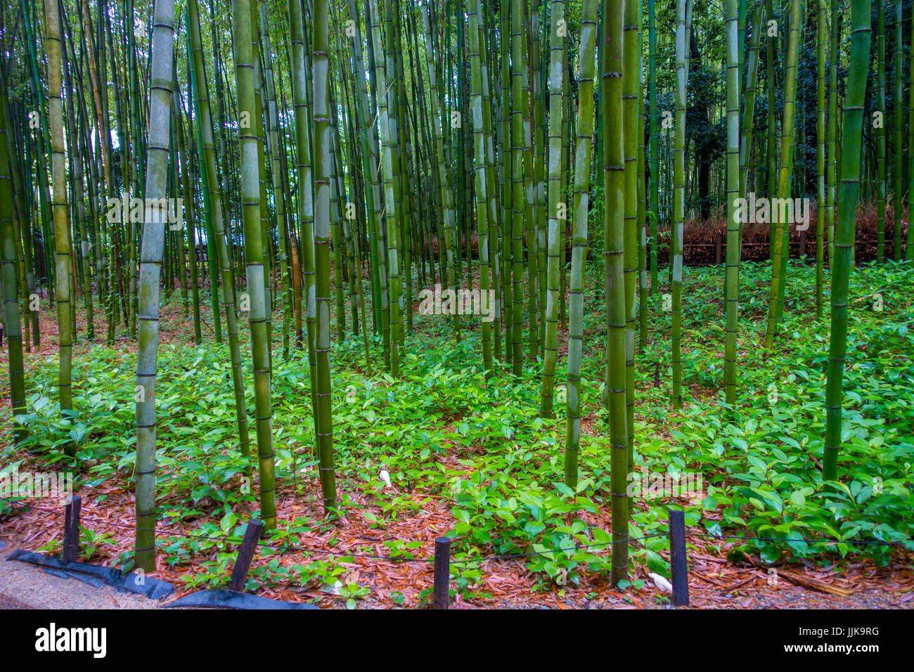 Beatiful view of bamboo forest at Arashiyama, Kyoto, Japan Stock Photo ...
