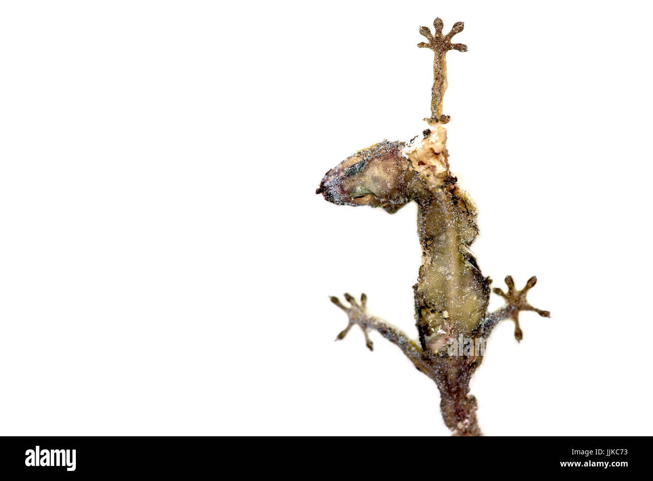 Dead lizard, (Hemidactylus) hanging on a wall Stock Photo - Alamy