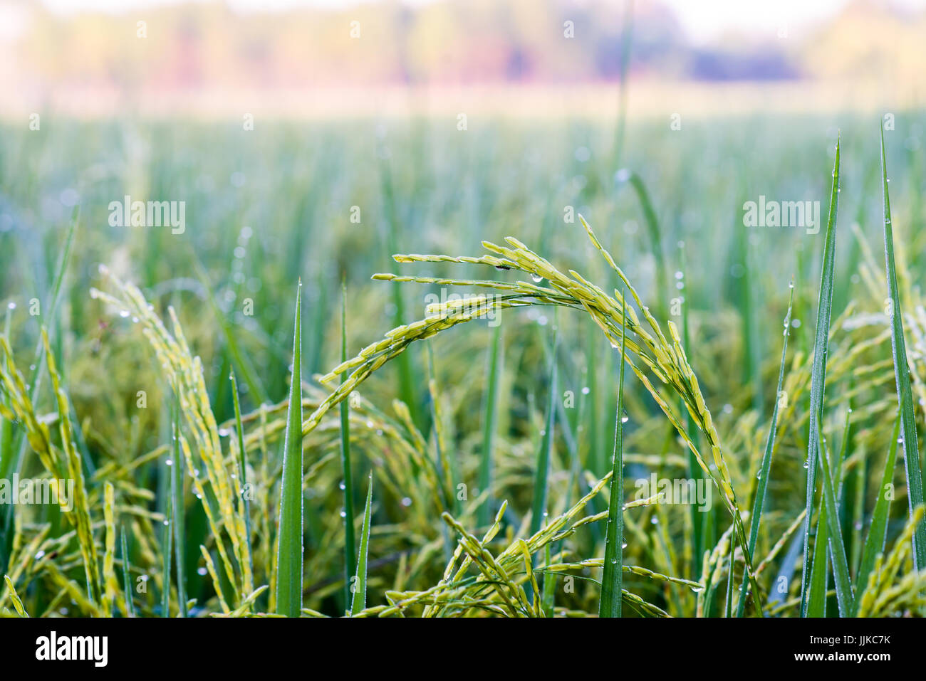 Paddy field, rice farm in Thailand Stock Photo - Alamy