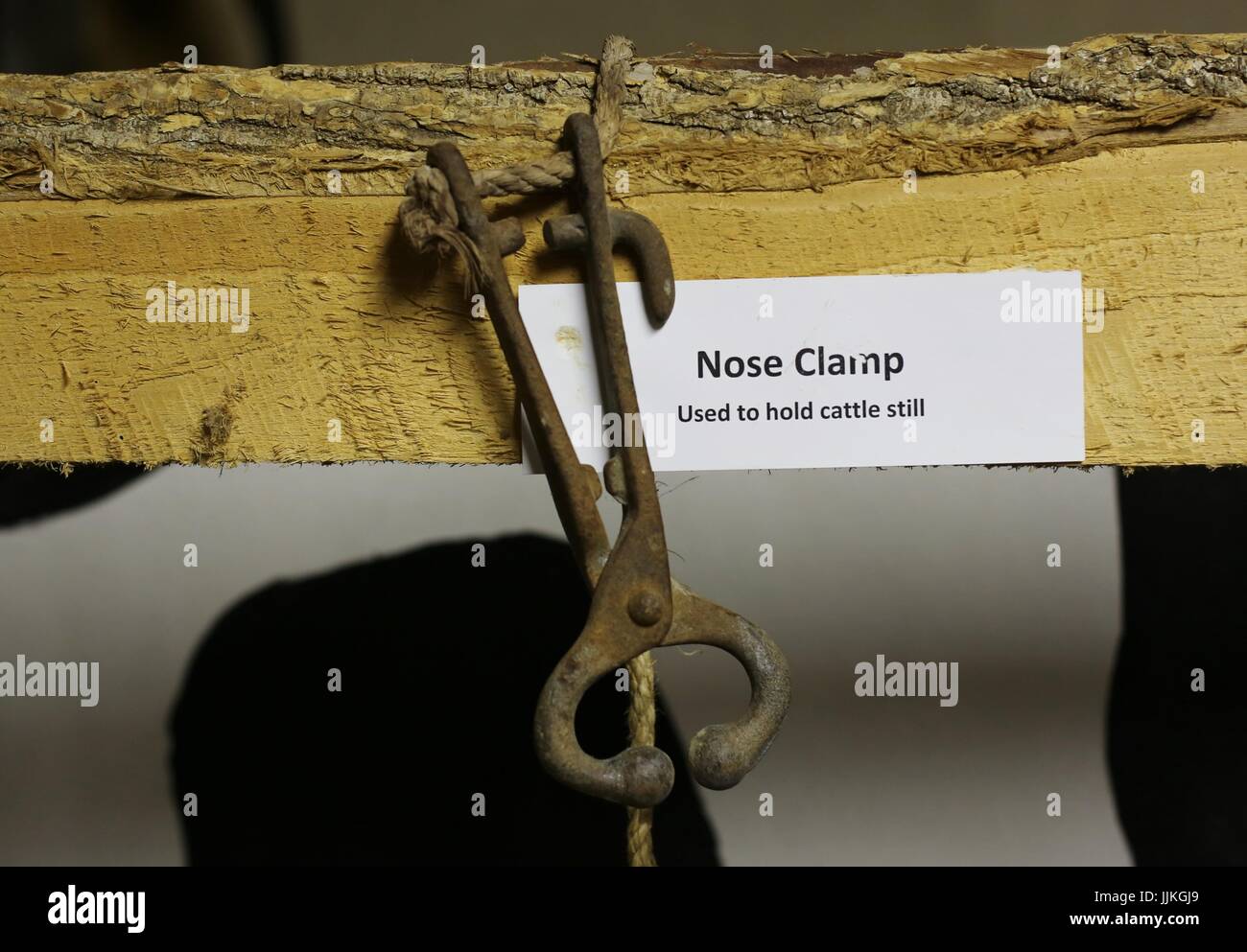An antique nose clamp used for cattle, at the heritage center at the ...