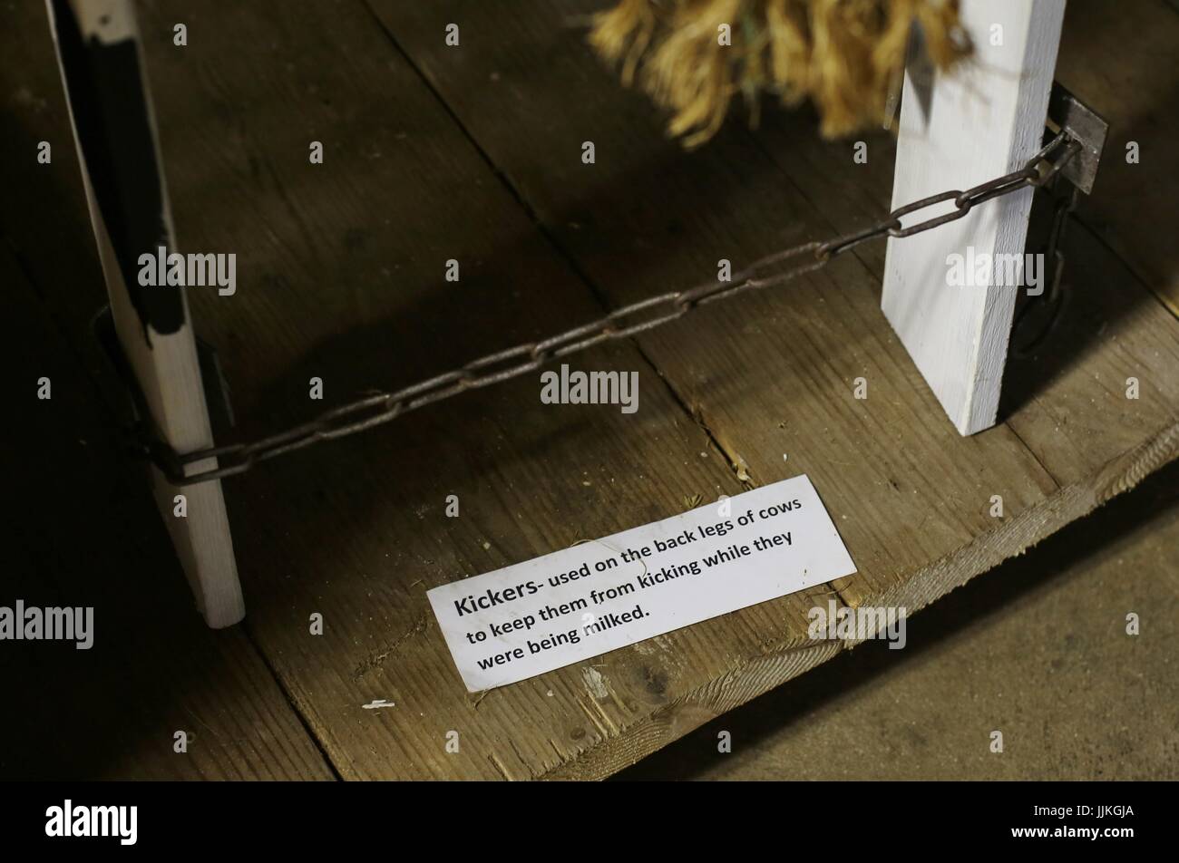 A display of "kickers" used to keep cows from kicking while being ...