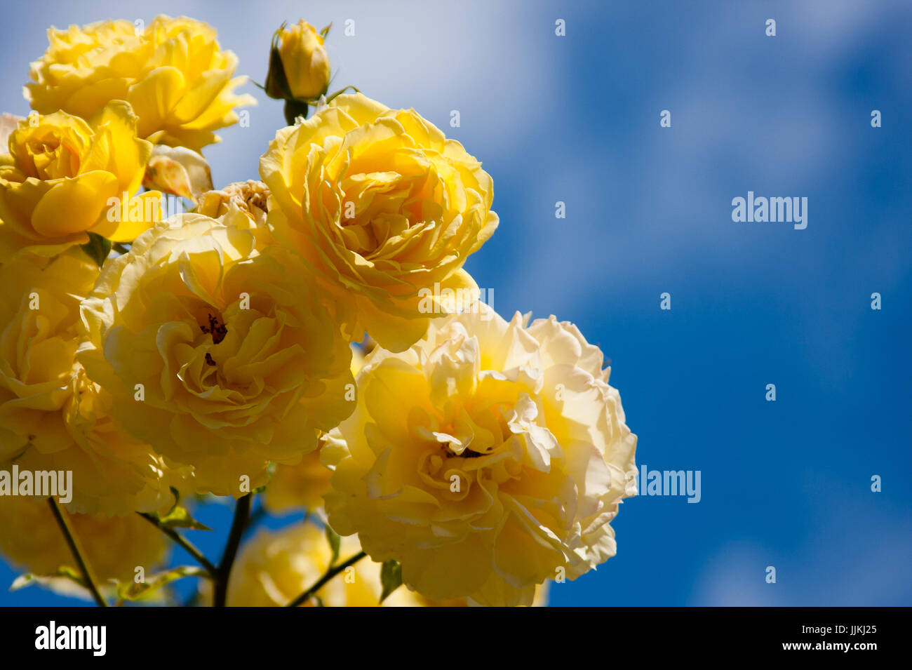 Yellow roses with blue sky Stock Photo - Alamy