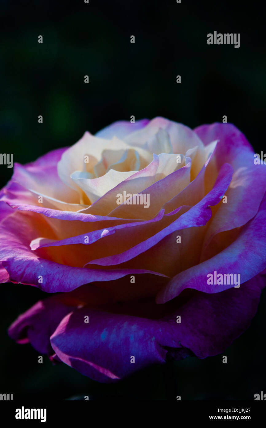 Sideview of magenta rose on black background Stock Photo - Alamy