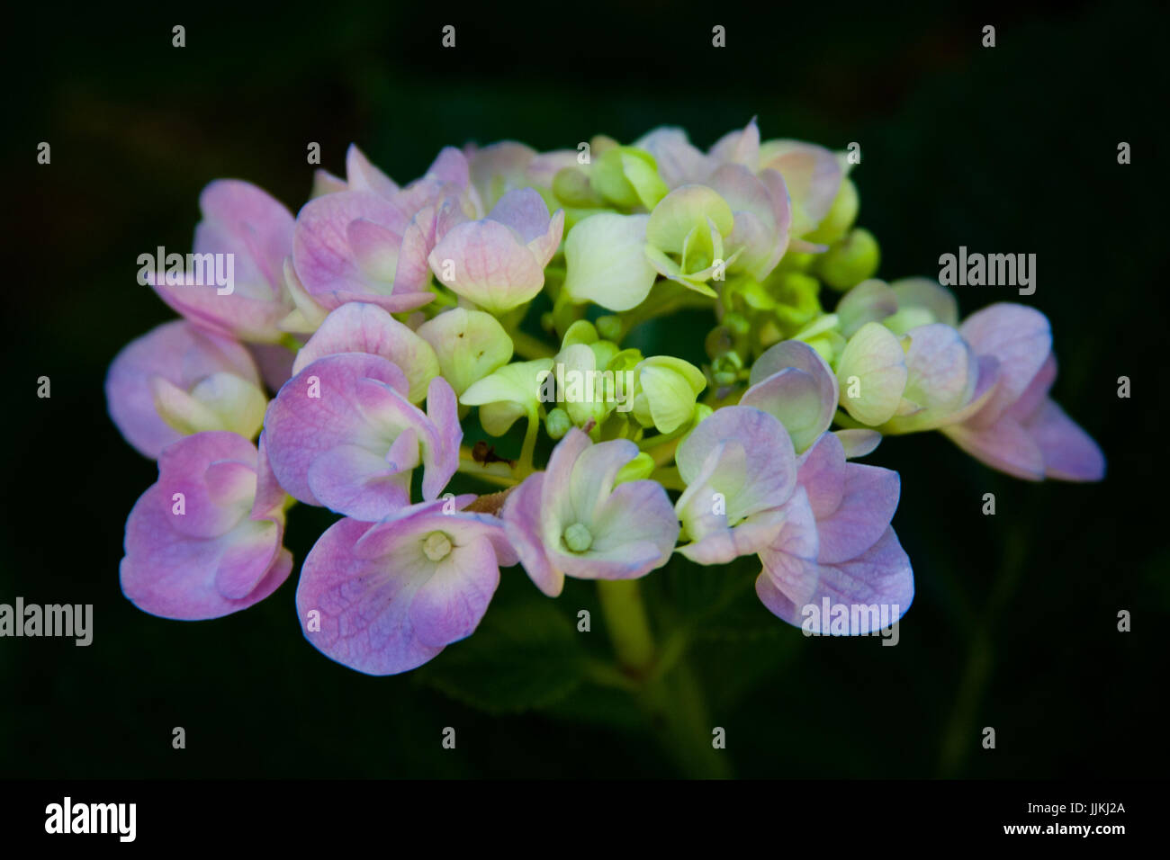 Hydrangea sprout hi-res stock photography and images - Alamy