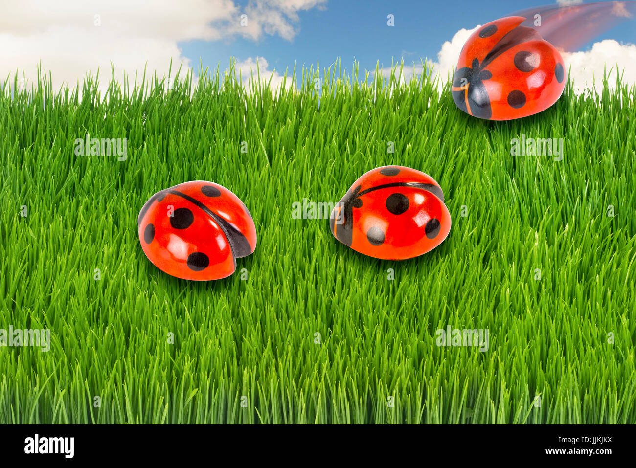 Three ladybugs in green grass Stock Photo - Alamy