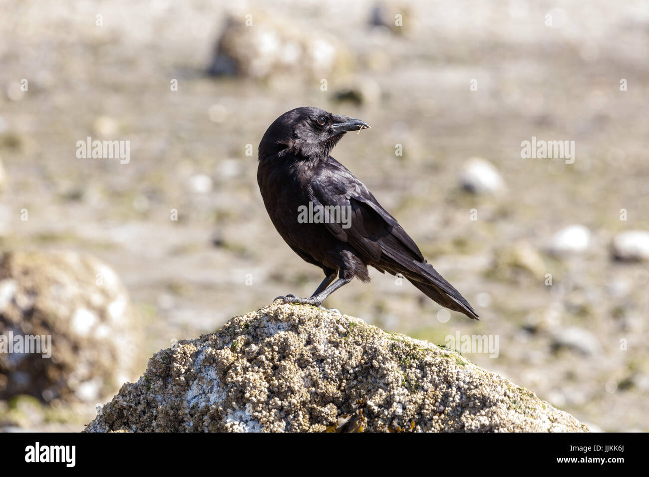 Crow bird hi-res stock photography and images - Alamy
