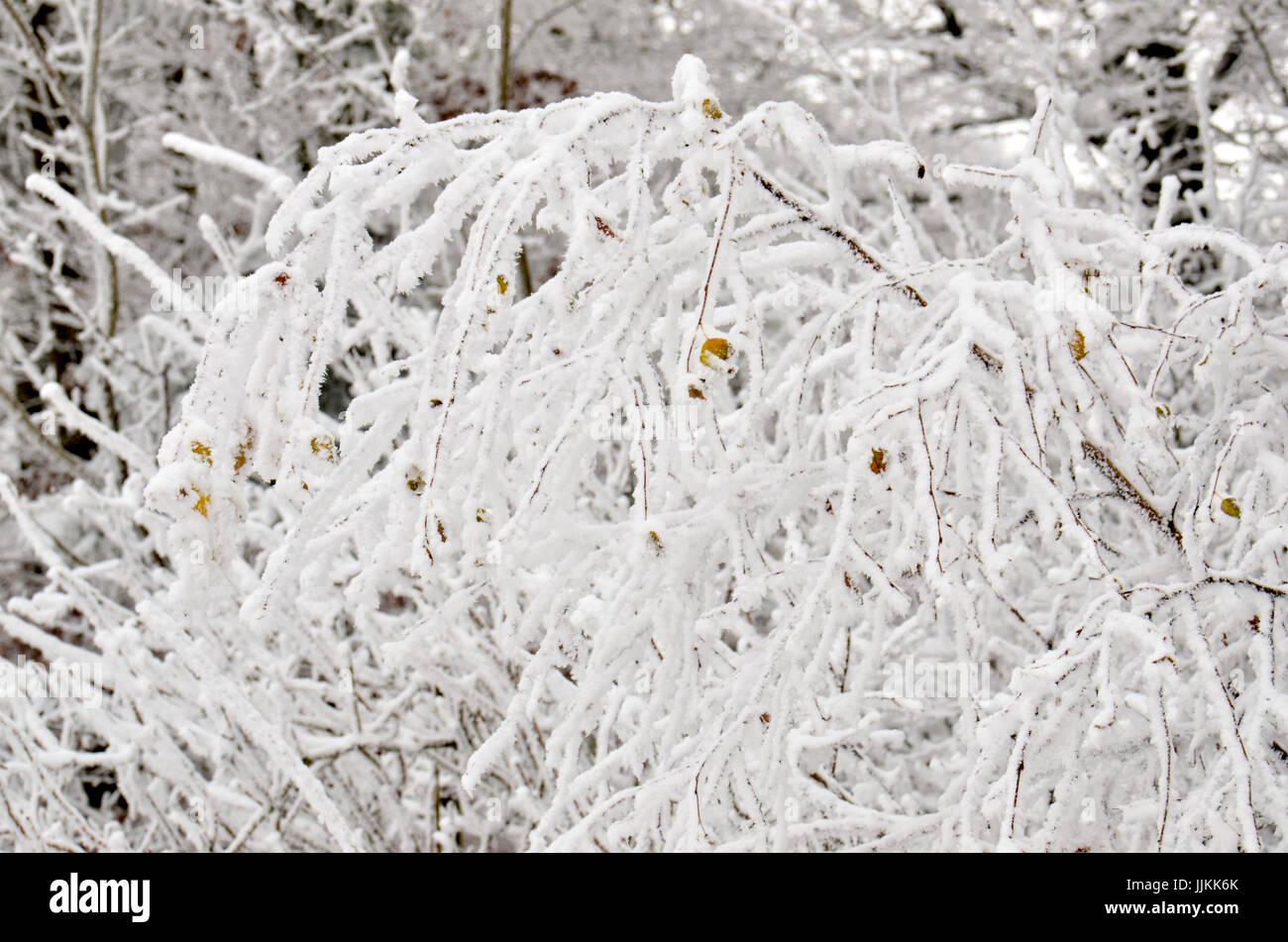 After a considerable snowstorm, these plants are shrouded in snow here ...