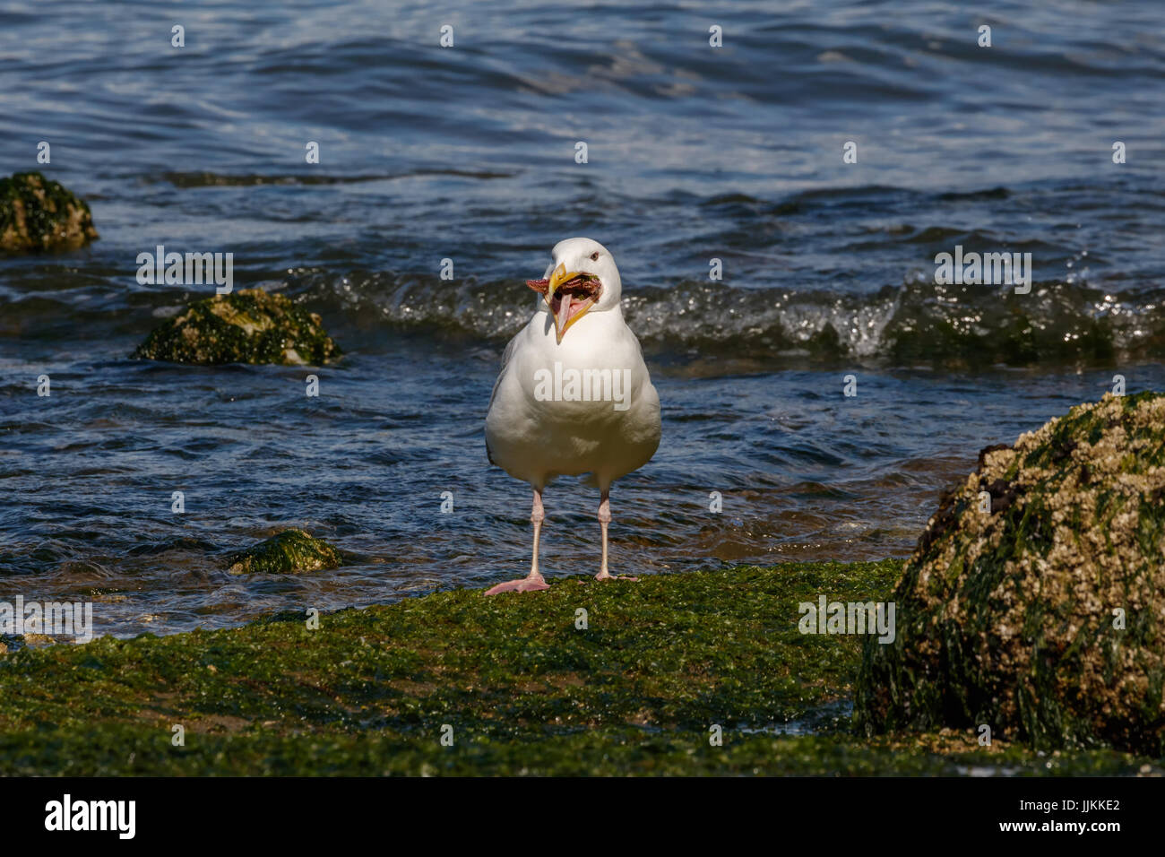 A seagull attempts to swallow a starfish at Vancouver BC Canada Stock ...