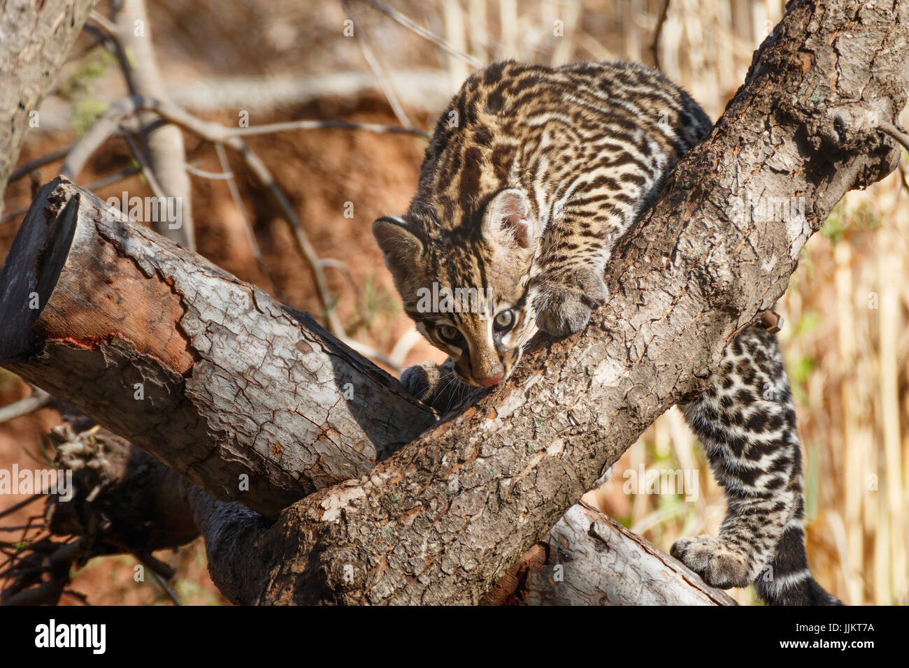 Ocelot Baby