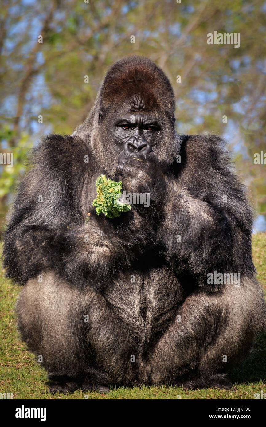 Silverback gorilla hi-res stock photography and images - Alamy